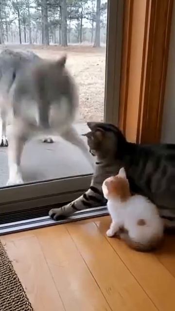 Мать за своё дитя