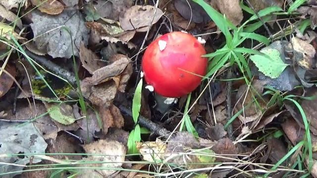 В Купринском лесу Мухоморов видимо - невидимо.