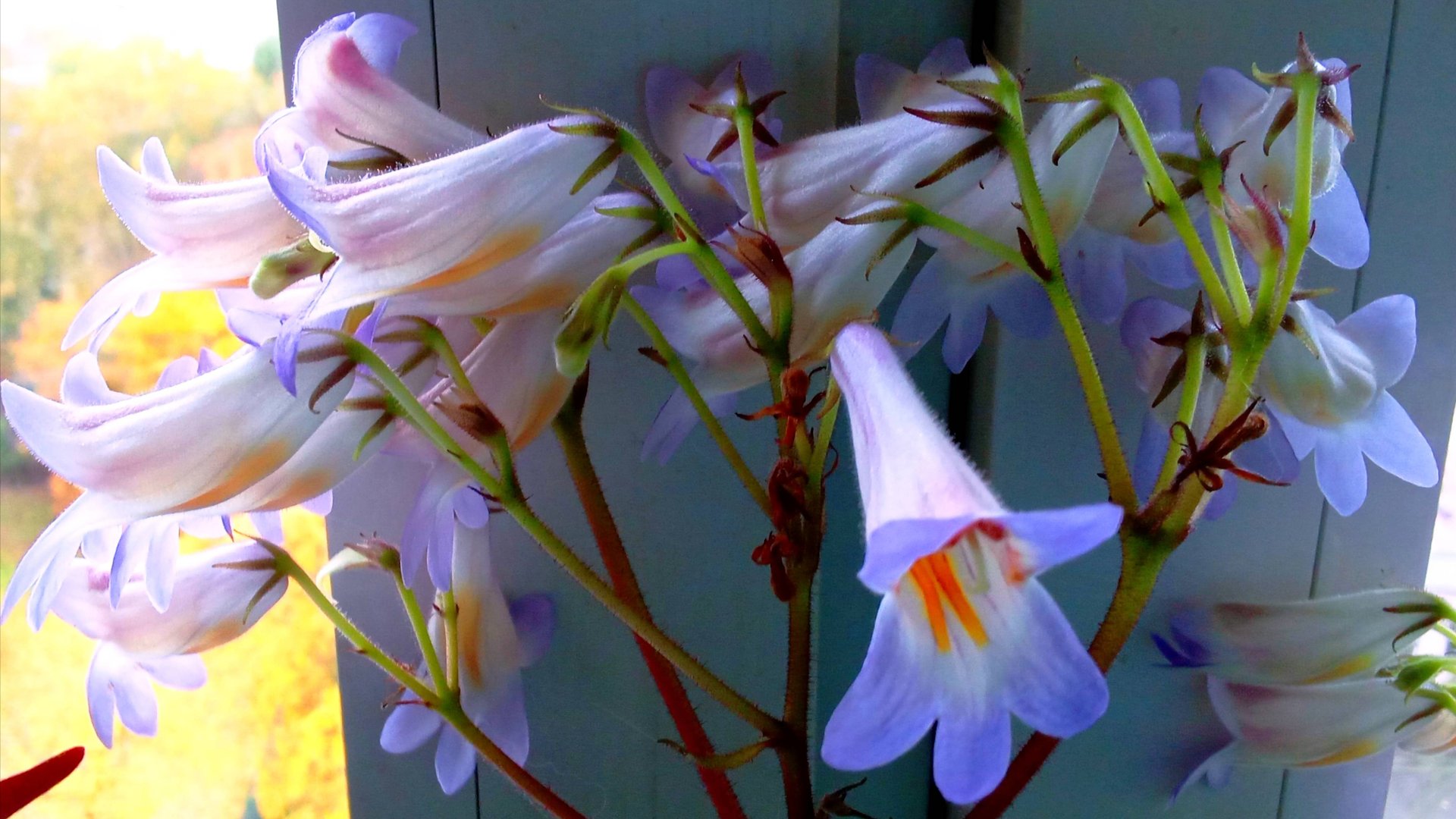 Редкий комнатный цветок с необычным названием: примулина (хирита) Дестини