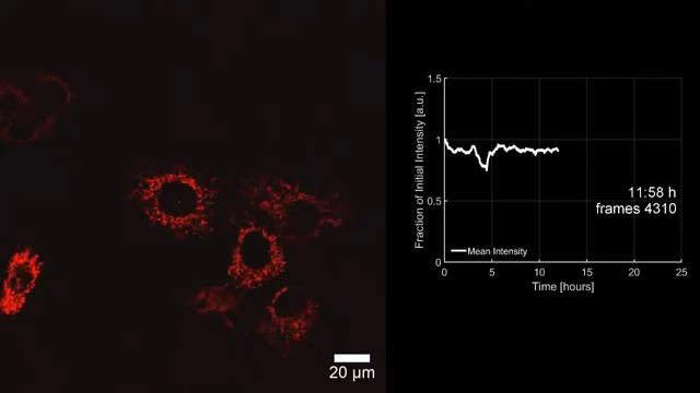 Визуализация живых клеток с RCM Confocal.nl и измерение интенсивности