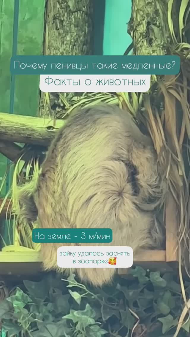 Почему ленивцы такие медленные?) Подписывайся, будет много интересных фактов)