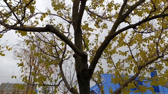 Ох уж эти синички.