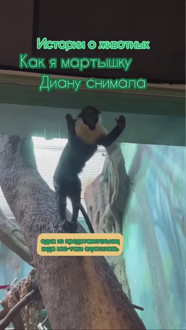 Знали про такую обезьянку?) Подписывайся, если хочешь узнавать интересные факты про животных ^^