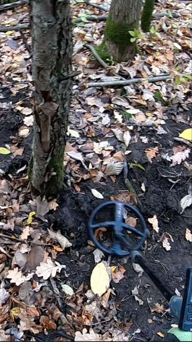 ФАНТАСТИЧЕСКИ ХАБАРНЫЙ ЛЕС так и не выходит из головы!!