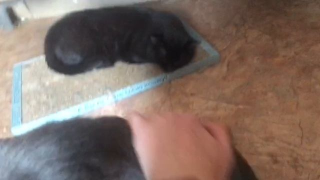 Приехало несколько котеек