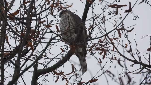 Ястреб Перепелятник, Accipiter nisus, наблюдение птиц в Великом Новгороде, 30 октября 2025