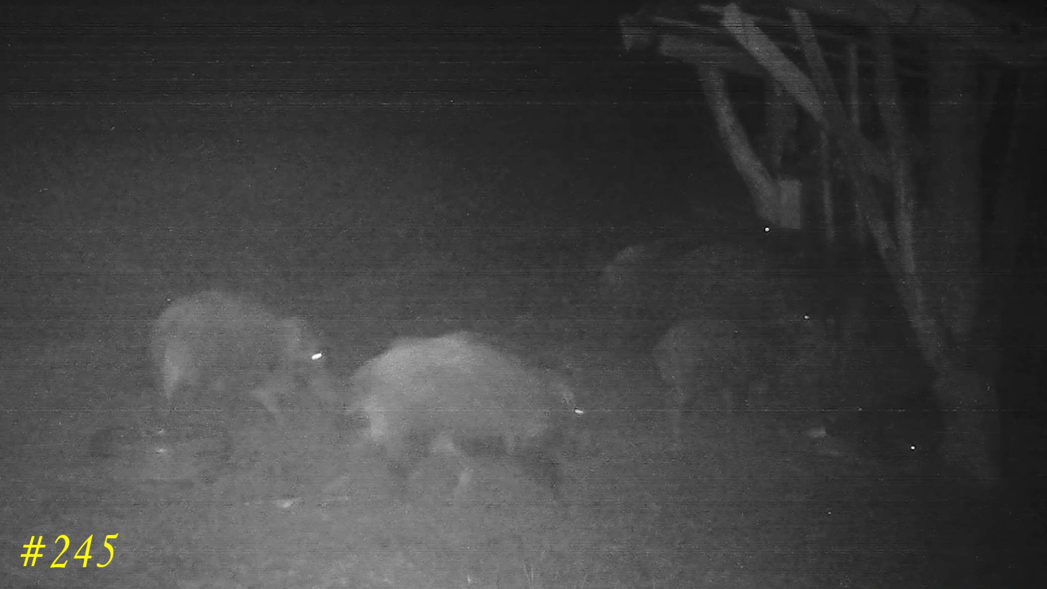 Кабаны-гурманы: Вечеринка у кормушки продолжается!