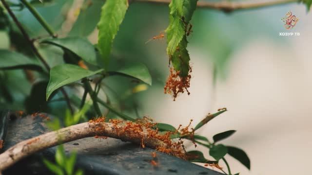 Урман хезмәтчәннәре | Гаҗәеп дөнья серләре. Бөҗәкләр дөньясы