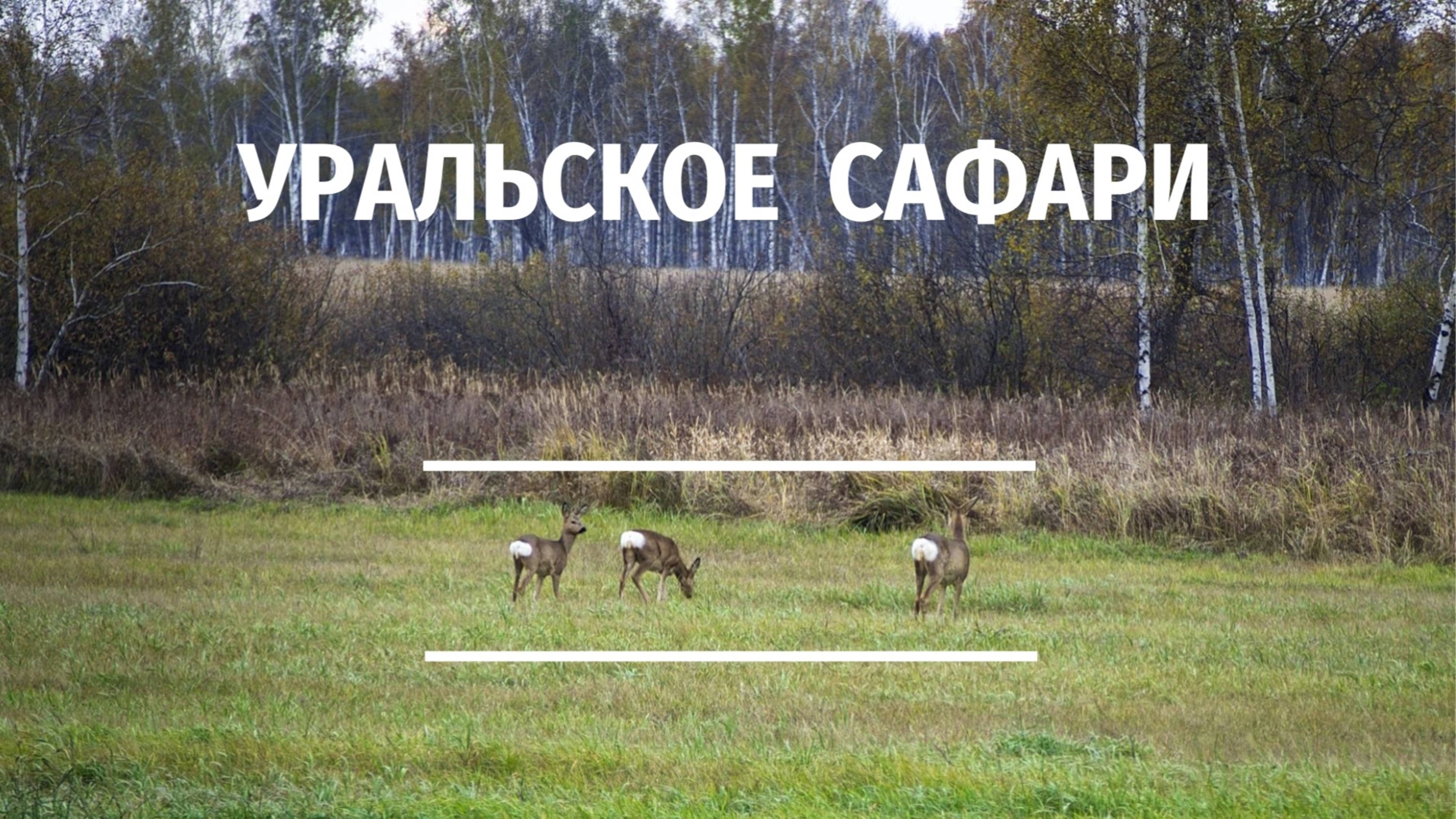 Неожиданное сафари: снял косуль прямо у дороги на Урале