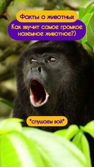 Как звучит самое громкое животное?
