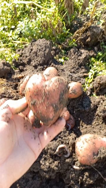 Урожай 2025!Картошка хороша!Вам сюрприз!