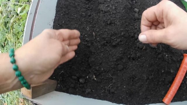 Посадки продолжаются.Сею лук батун.