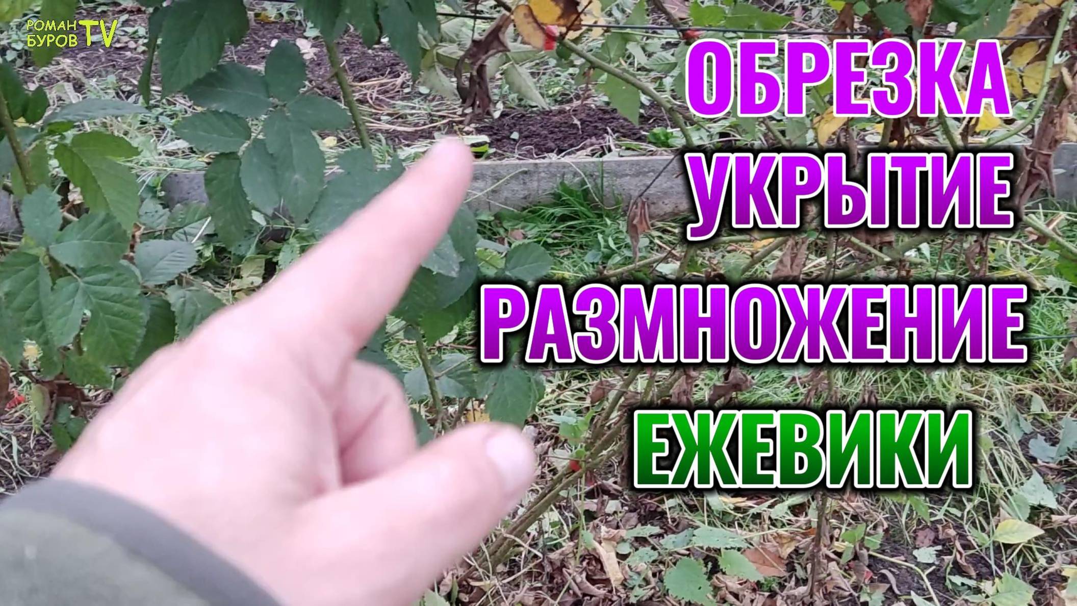 Как правильно обрезать, укрыть и размножить ежевику осенью: советы опытного ежевичника 🍇