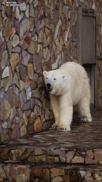 Медведица Хаарчаана почесала бок. Ленинградский зоопарк