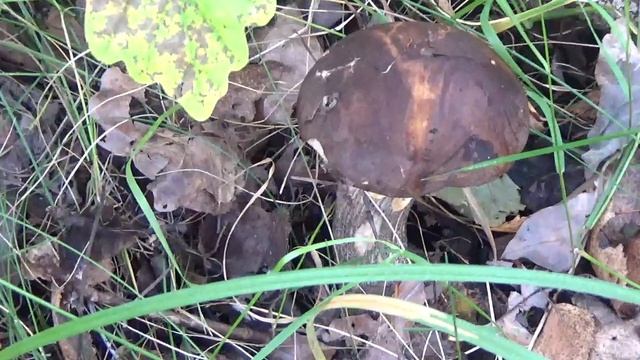 Подберезовики в Купринском лесу.