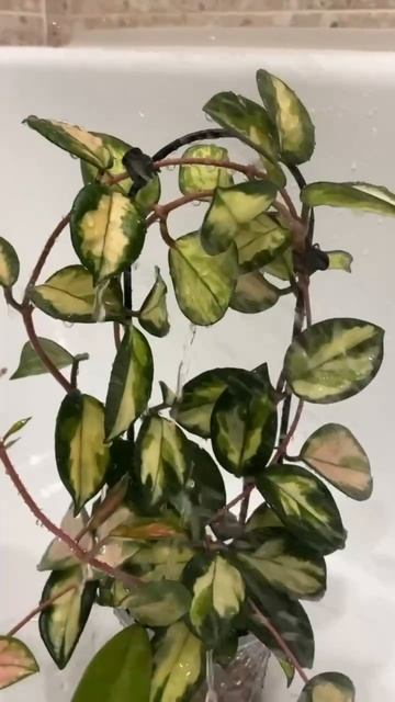 Хойя карноза Рубра или Кримсон принцесс #карноза #кримсонпринцесс #карнозарубра #хойи #plants