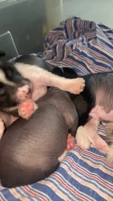 Малышка Deniz зевает. Нашим сладким булочкам две недельки