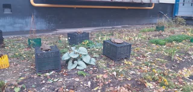 Как соседи укрывают цветы на зиму