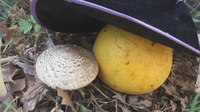 Хэллоуин в лесу! Они везде!