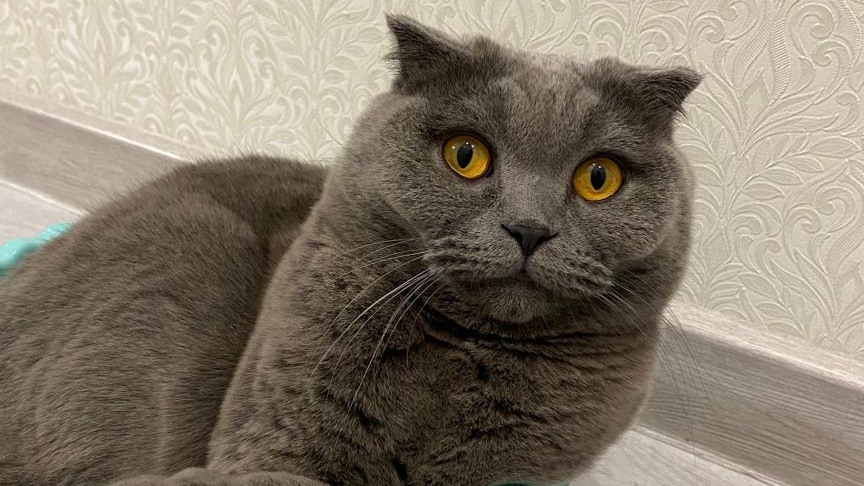 🤣Мои видео AI.Мой кот странно кричит.🤣