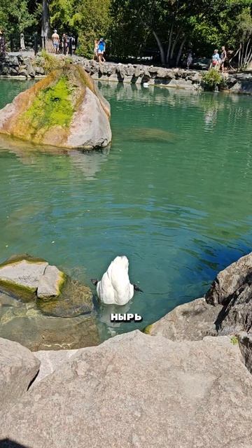 Лебедь, тайная молельня и место, где вдохновлялся Айвазовский. Парк Воронцовского дворца в Крыму.