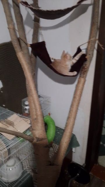 Демурзель осваивает новые вершины 😍