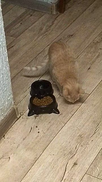 Демурзель лучшая игрушка 😅