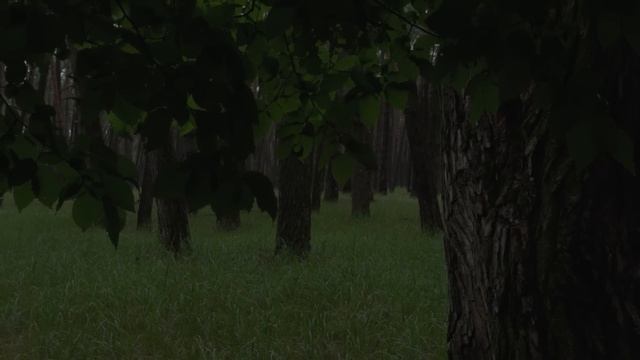Лесной дождь и гроза 🌧️ расслабляющие звуки для сна, отдыха и учебы