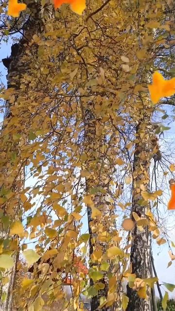 "Поздняя осень" - стихи Зои Сергеевой