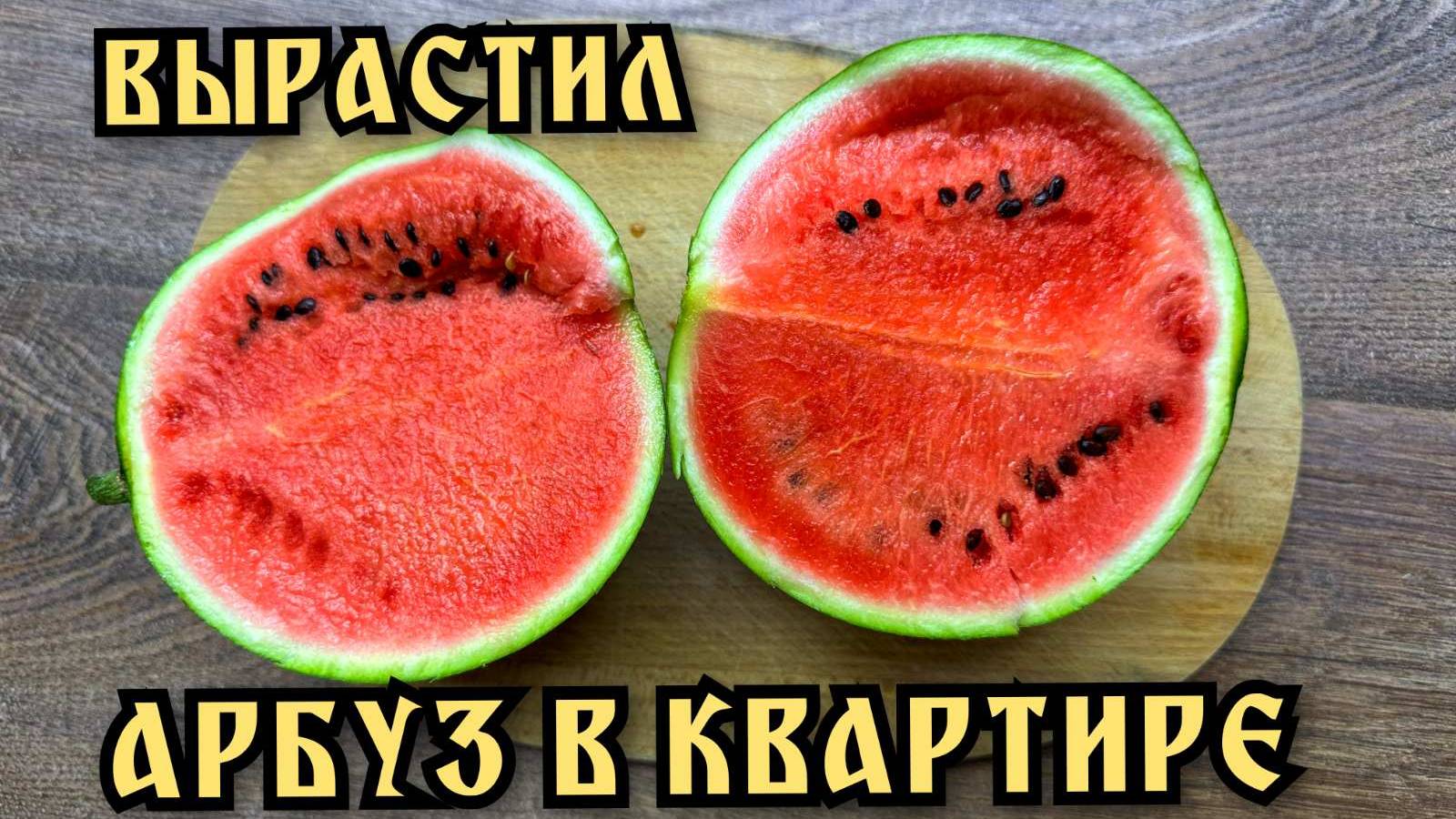 Я вырастил арбуз дома. Это возможно. Арбуз в квартире.