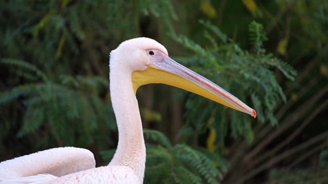 Песнь о клювах (статья о животных)