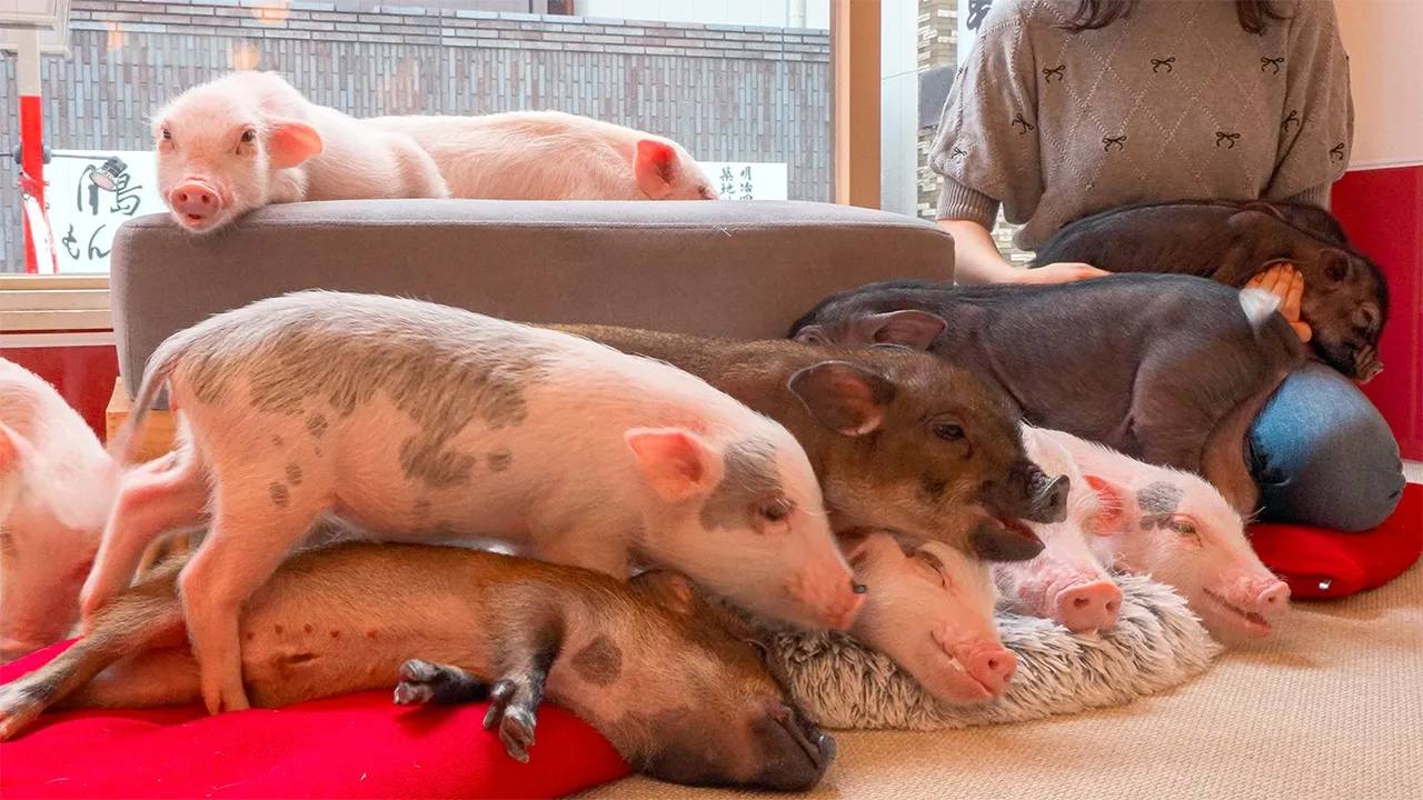В кафе Micro Pig в районе Асакуса в Токио можно насладиться уютной атмосферой