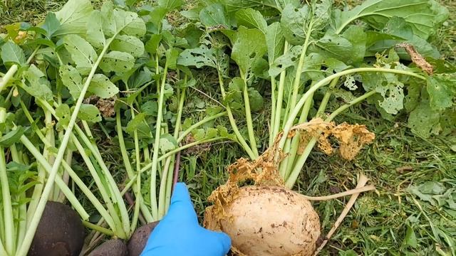 Новый триммер//Салат для грядки//Урожай редьки и дайкона//Мульча для кустов