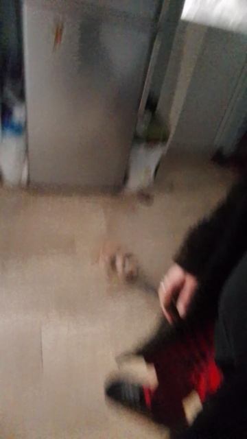 Демурзель на прогулку 😍