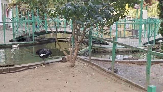 Красивые чёрные лебеди липецкого зоопарка. Очень изящные птицы в мире.
