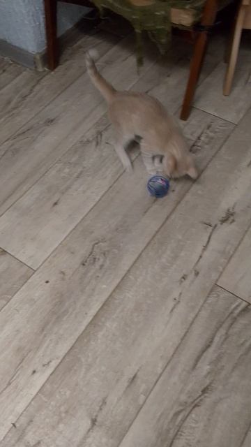 Демурзель как акула