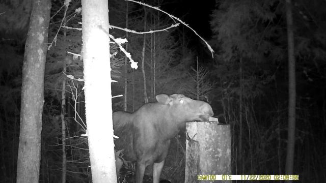 Дикий лось лижет соль.Животные.Природа