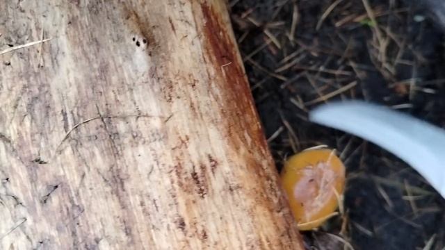 Грибы на моём участке.Обрезаю ✂️ кустарники,срезаю пионы,лилейники,флоксы.