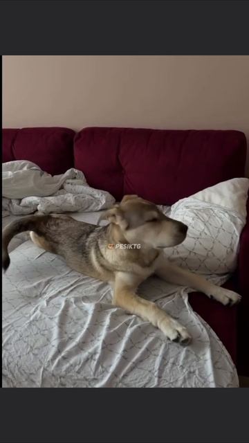 Приколы 😂Когда побыл с бабушкой два часа😂