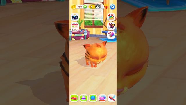 My cat 😺 Басик играет 2