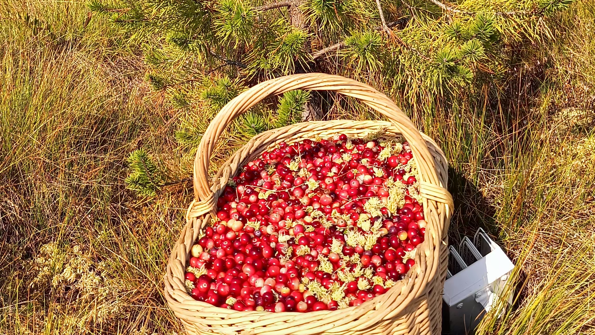 За клюквой на Волгобалт. Сентябрь 2025