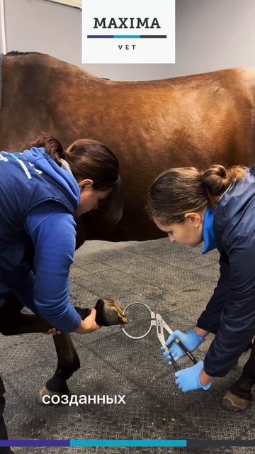 ОРТОПЕДИЧЕСКИЙ осмотр ЛОШАДИ со скидкой 50% - новая АКЦИЯ MAXIMA VET!