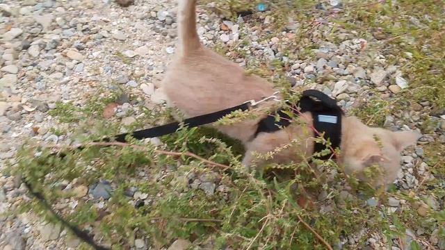 Демурзель и растения 🤩