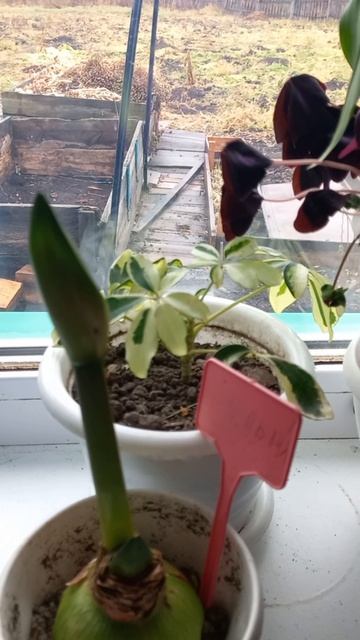 покупка горшочков для аглаонем