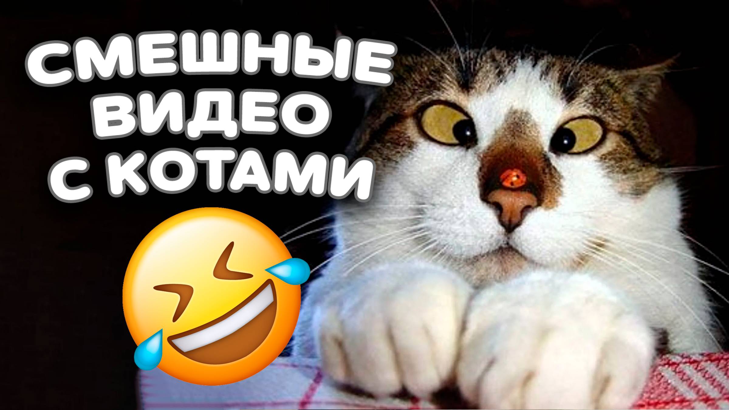 Смешные видео с котами - пушистый антидепрессант