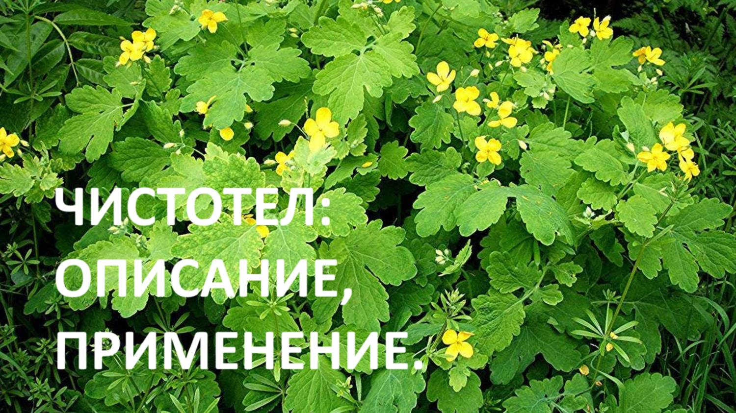 Лекарственные растения-10 лучших_ чистотел большой. Описание, применение.