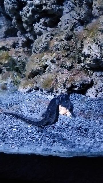 Морской конёк в океанариуме