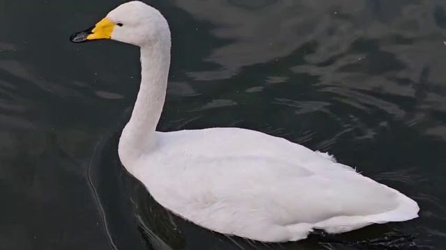 Лебедь кликун подплыл к нам в пруду липецкого зоопарка. Очень интересная встреча в мире.