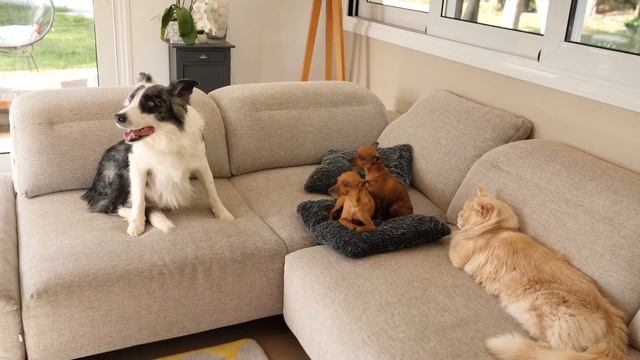 Голая собака инков