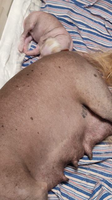 Девочки. Китайские хохлатые собачки, голенькие